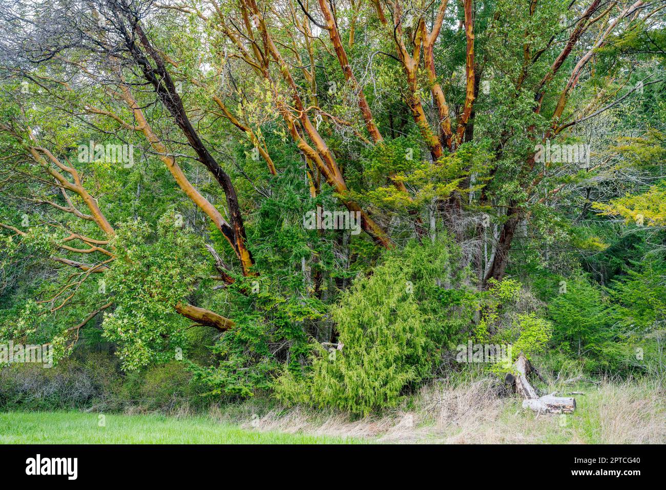 Pacific madrone (arbutus, madrona, madrono) trees at the English Camp ...