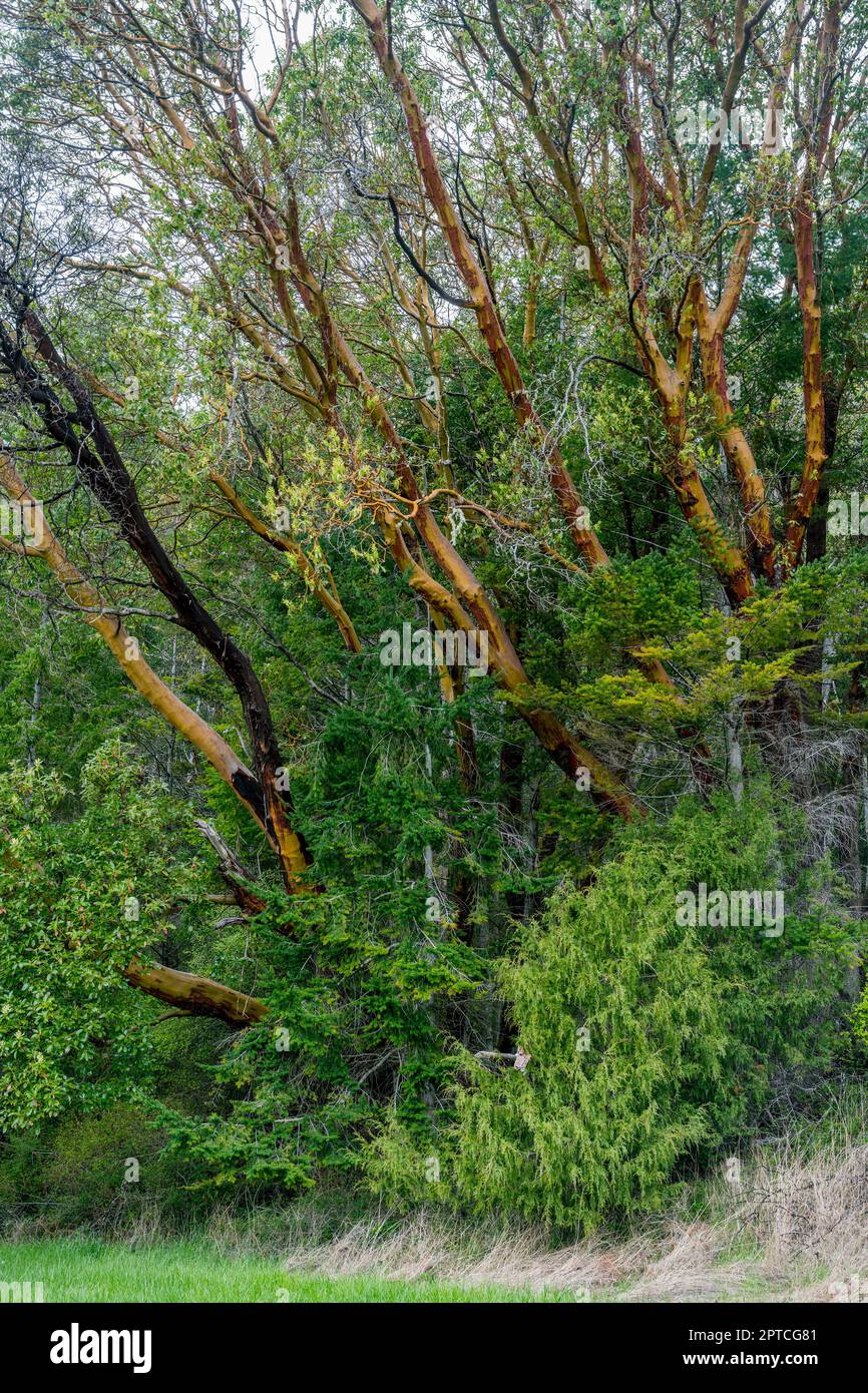 Madrona island hi-res stock photography and images - Alamy