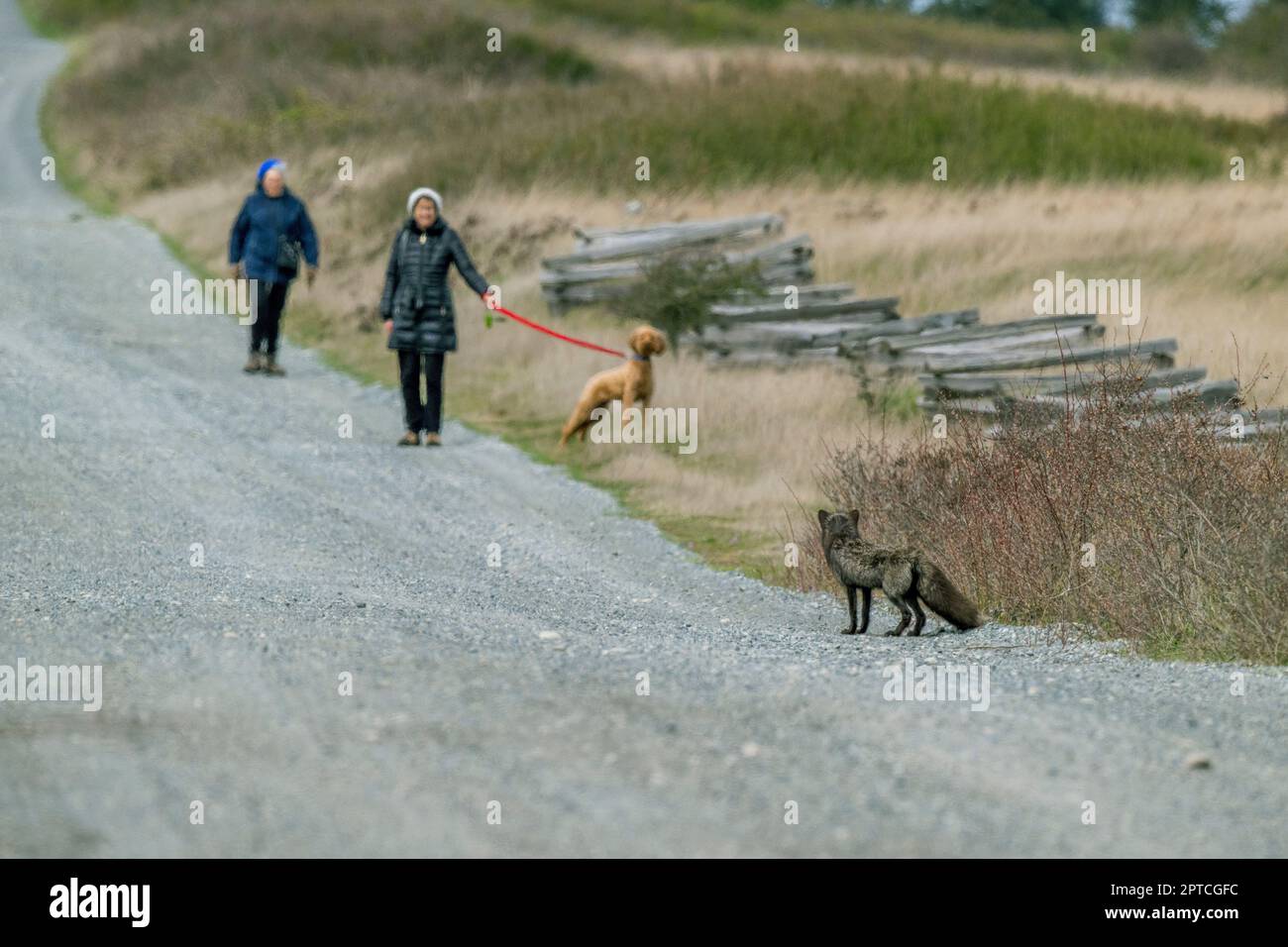 A red fox (Vulpes vulpes)(silver morph) is crossing a gravel road in ...