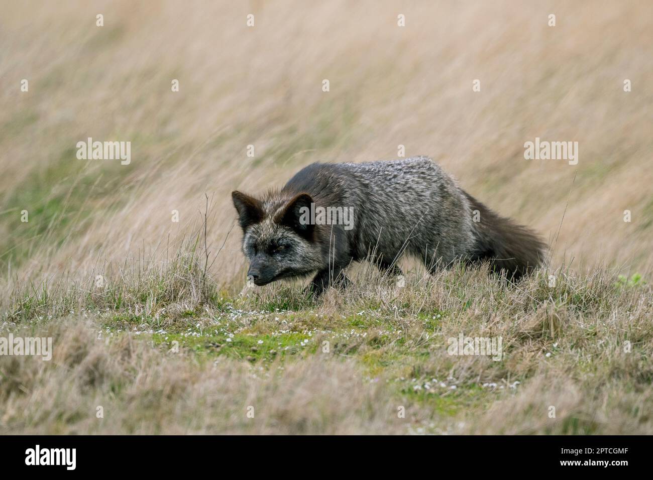 A red fox (Vulpes vulpes)(silver morph) is crouching down hunting a ...