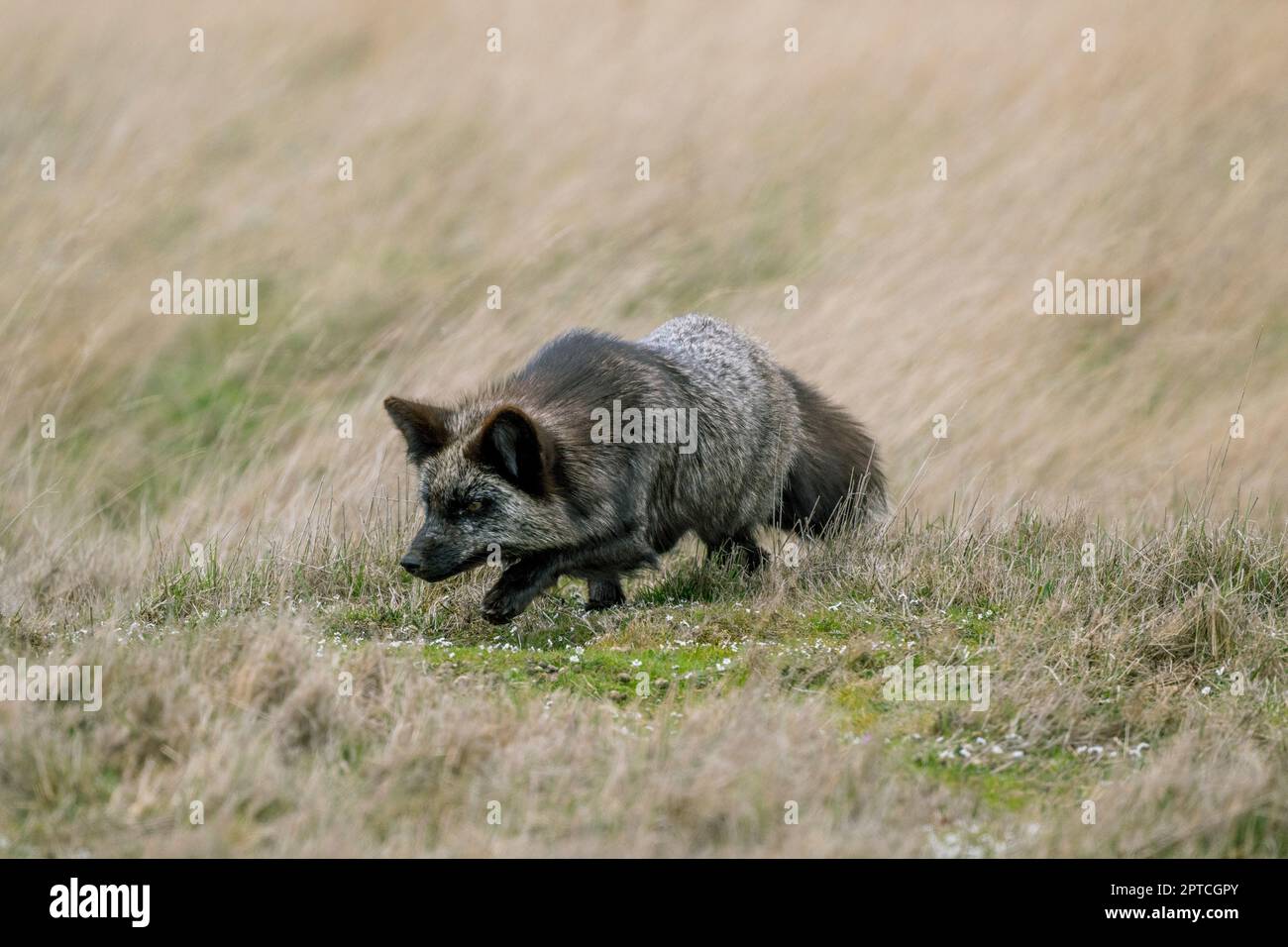 A red fox (Vulpes vulpes)(silver morph) is crouching down hunting a ...
