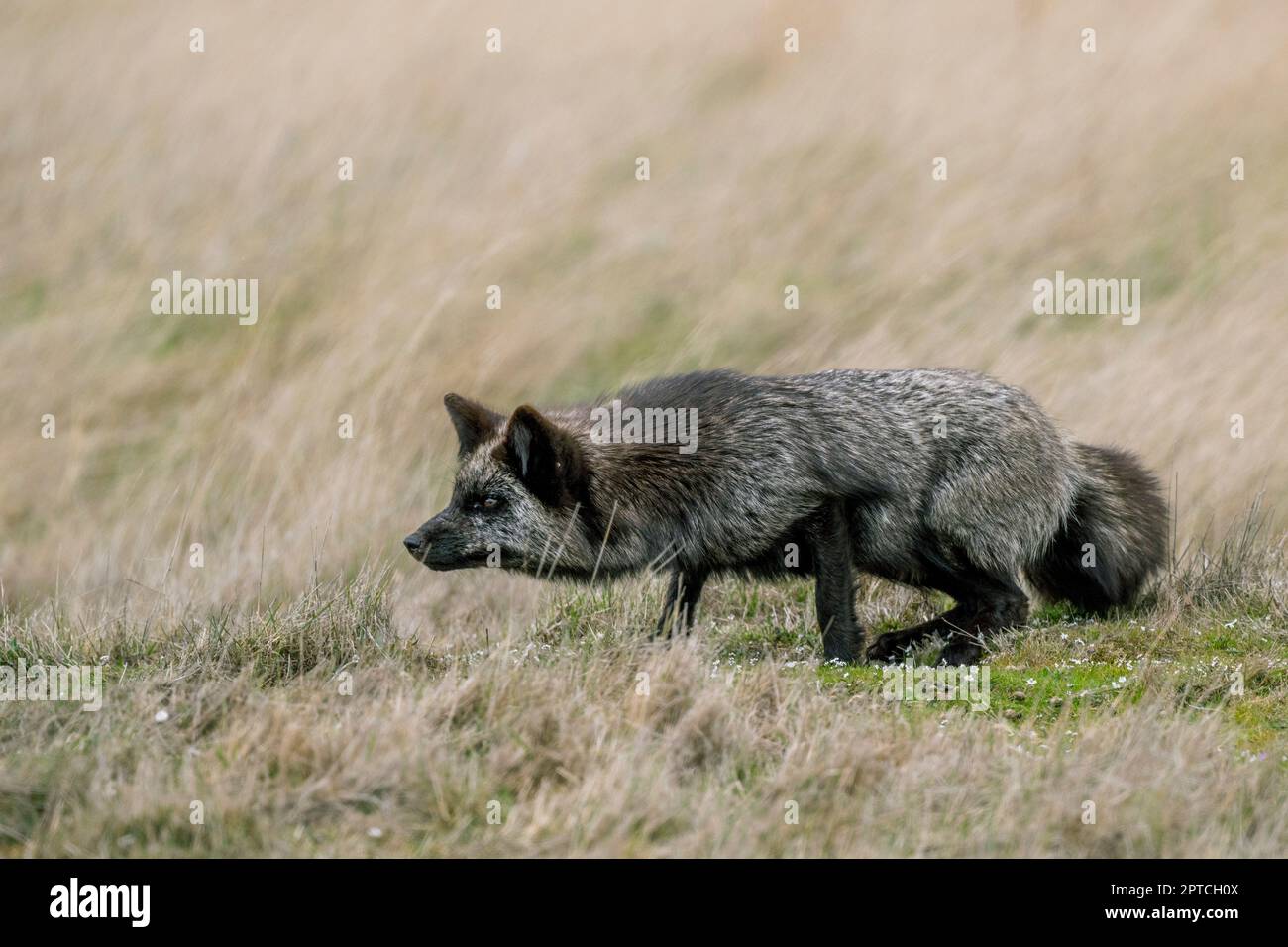 A red fox (Vulpes vulpes)(silver morph) is crouching down hunting a ...
