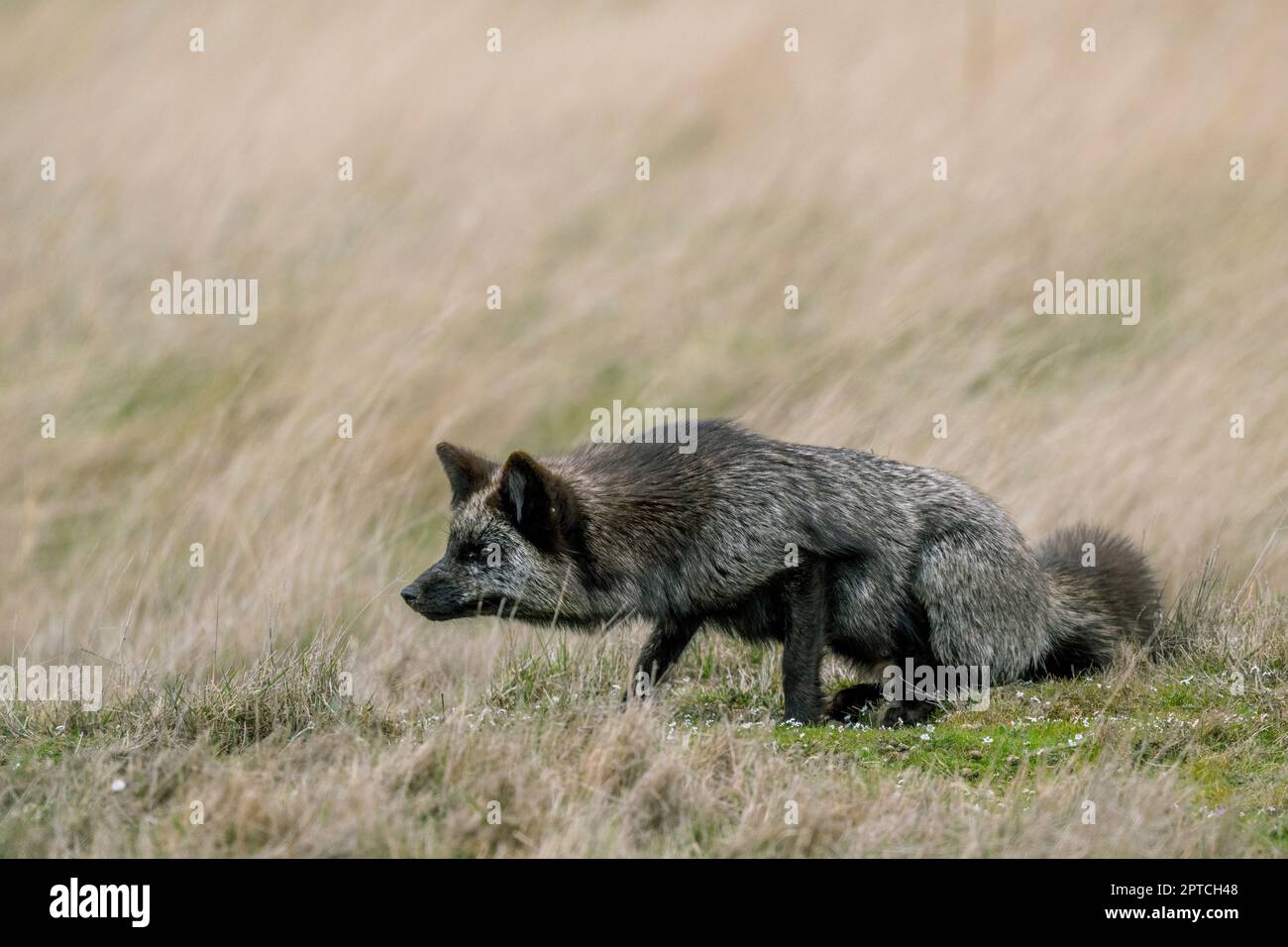 A red fox (Vulpes vulpes)(silver morph) is crouching down hunting a ...