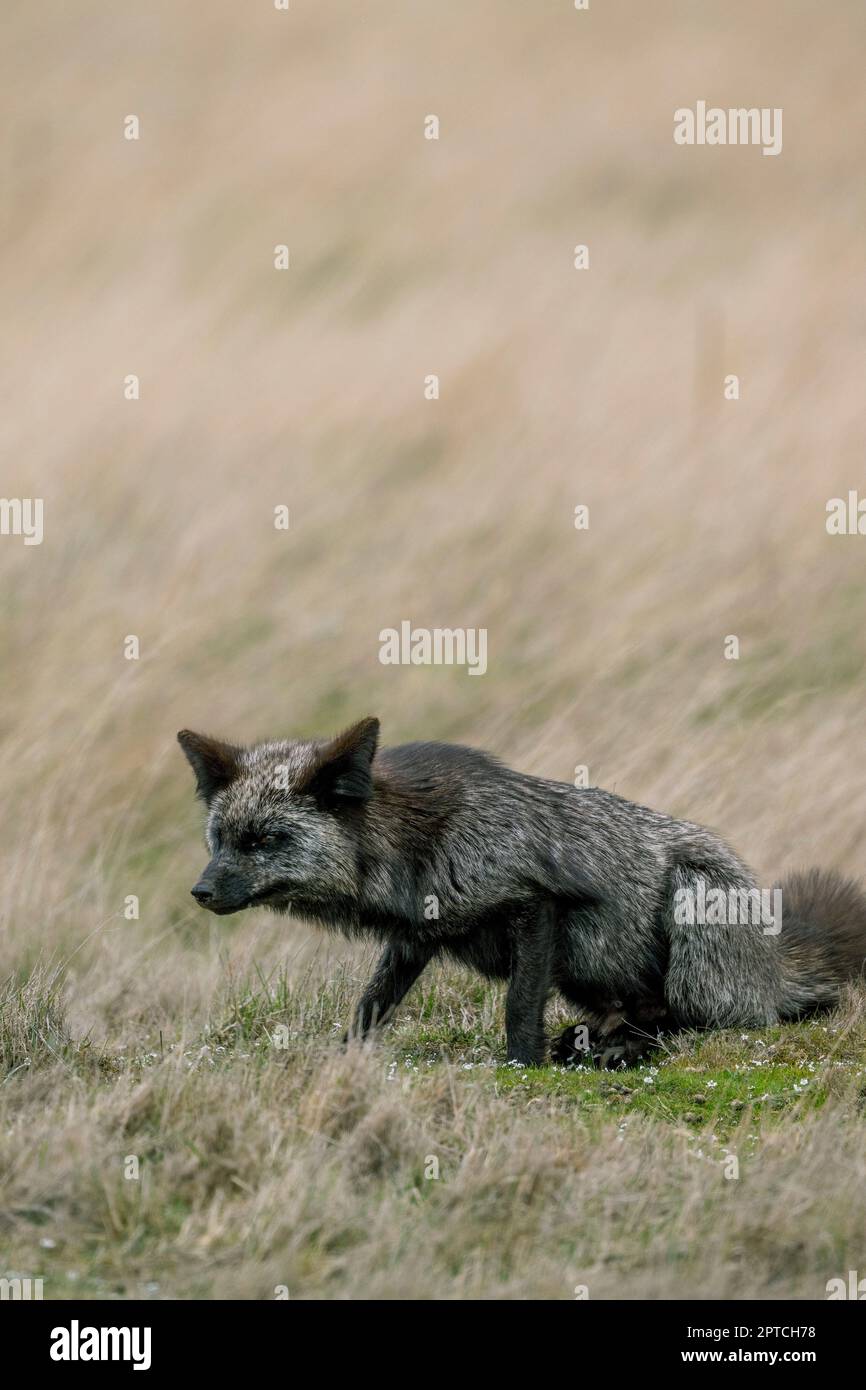 A red fox (Vulpes vulpes)(silver morph) is crouching down hunting a ...
