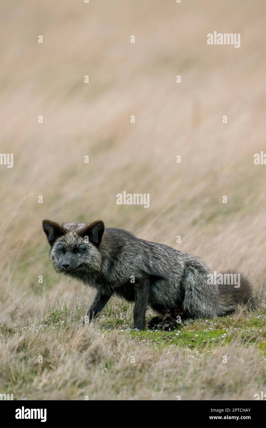 A red fox (Vulpes vulpes)(silver morph) is crouching down hunting a ...