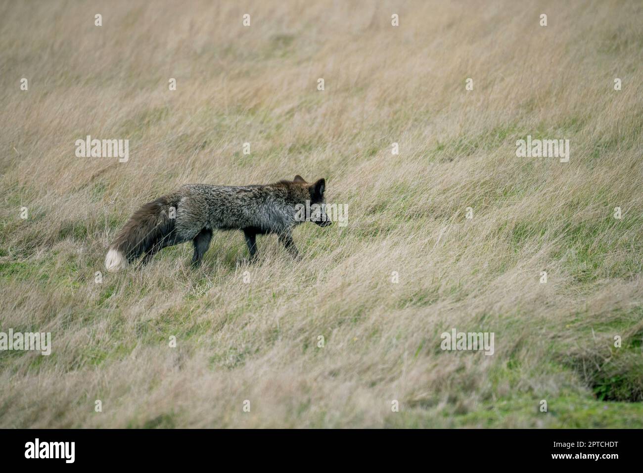 A red fox (Vulpes vulpes)(silver morph) is looking for rabbits in the ...