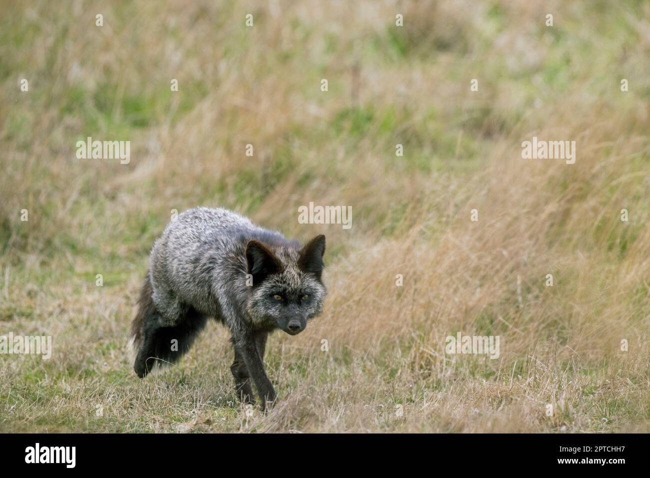 A red fox (Vulpes vulpes)(silver morph) is looking for rabbits in the ...