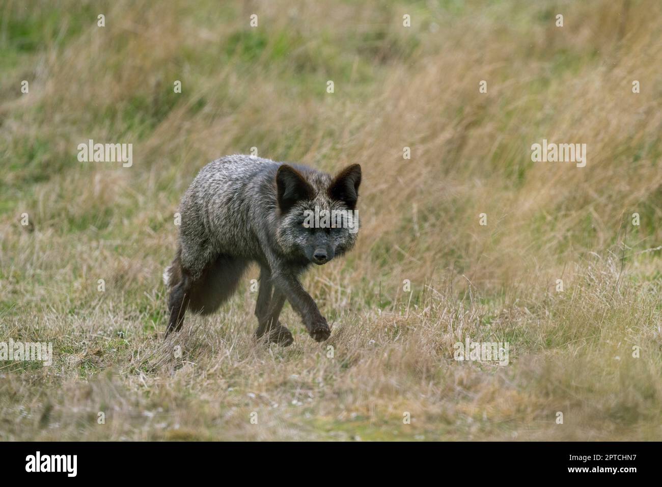 A red fox (Vulpes vulpes)(silver morph) is looking for rabbits in the ...