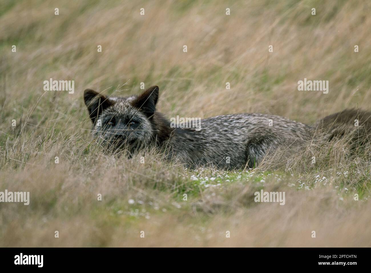 A red fox (Vulpes vulpes)(silver morph) is looking for rabbits in the ...