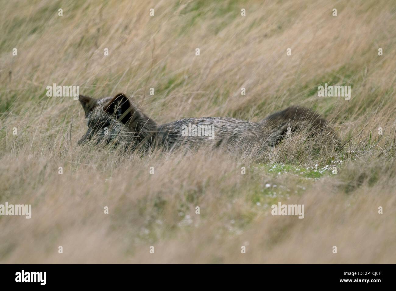 A red fox (Vulpes vulpes)(silver morph) is looking for rabbits in the ...