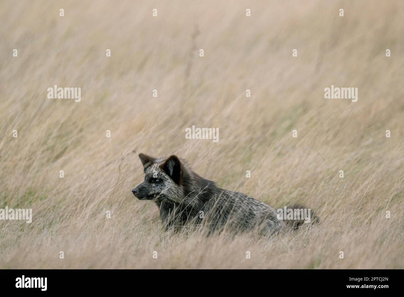 A red fox (Vulpes vulpes)(silver morph) is looking for rabbits in the ...