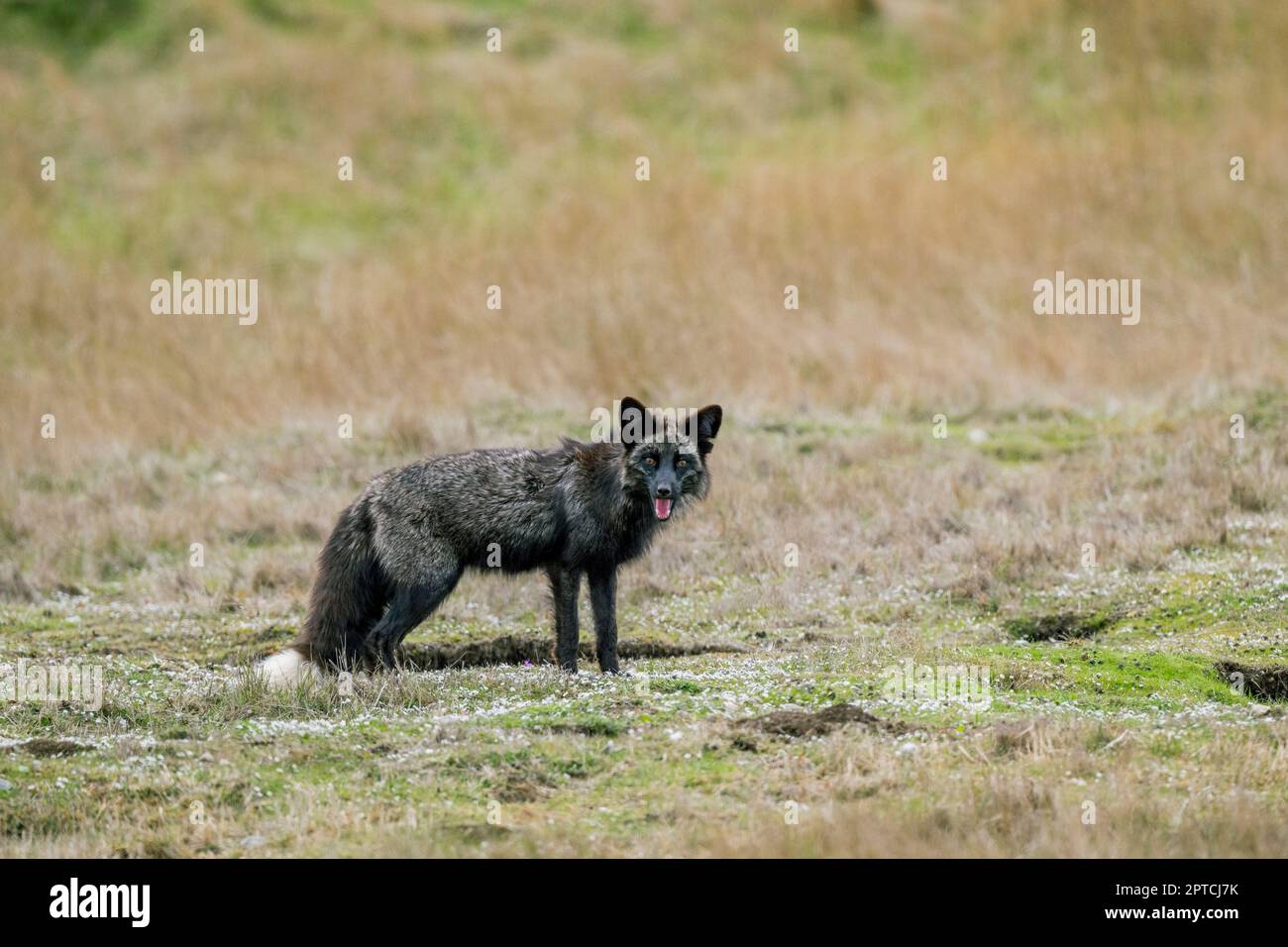 A red fox (Vulpes vulpes)(silver morph) is looking for rabbits in the ...