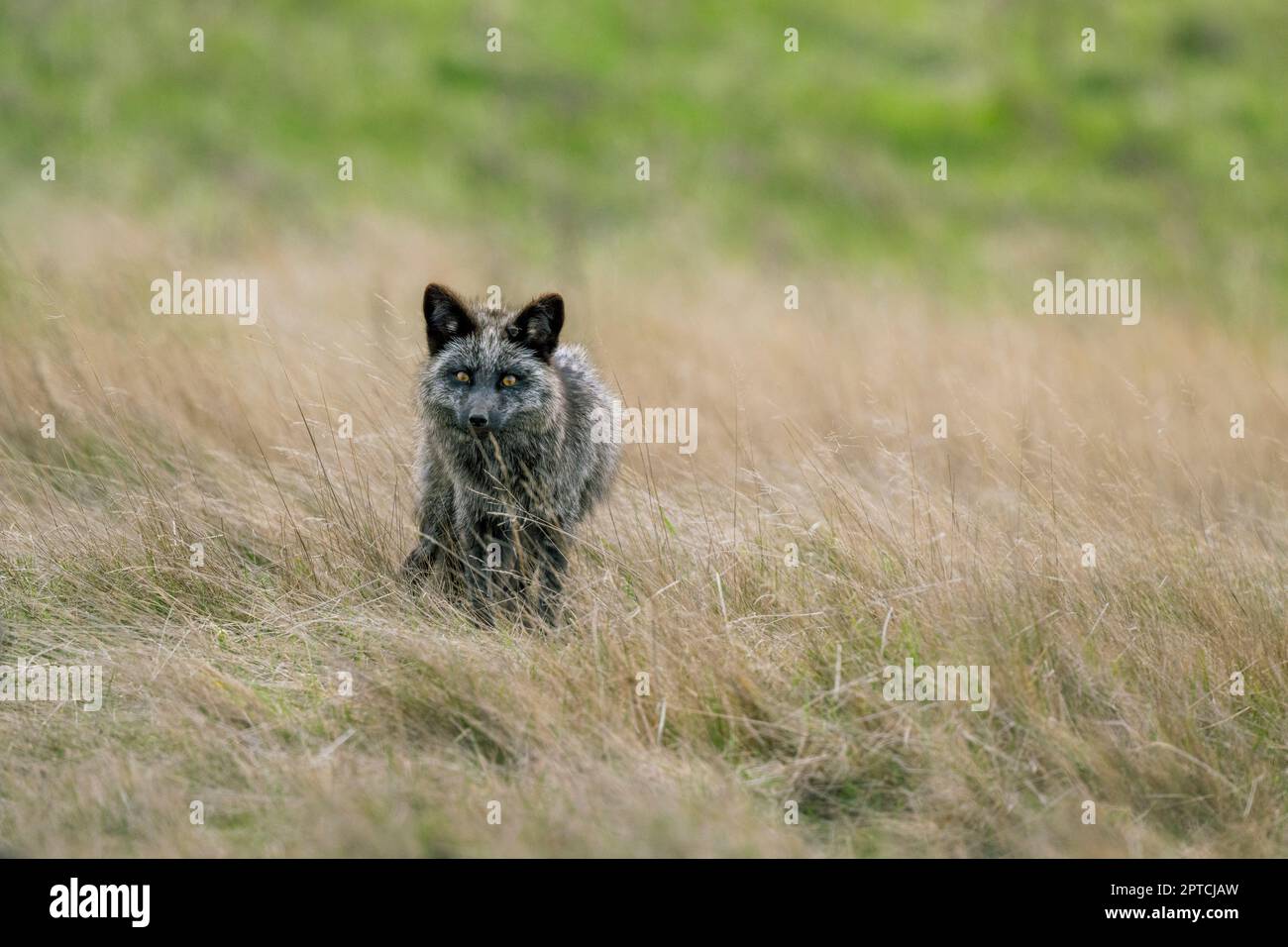 A red fox (Vulpes vulpes)(silver morph) is looking for rabbits in the ...