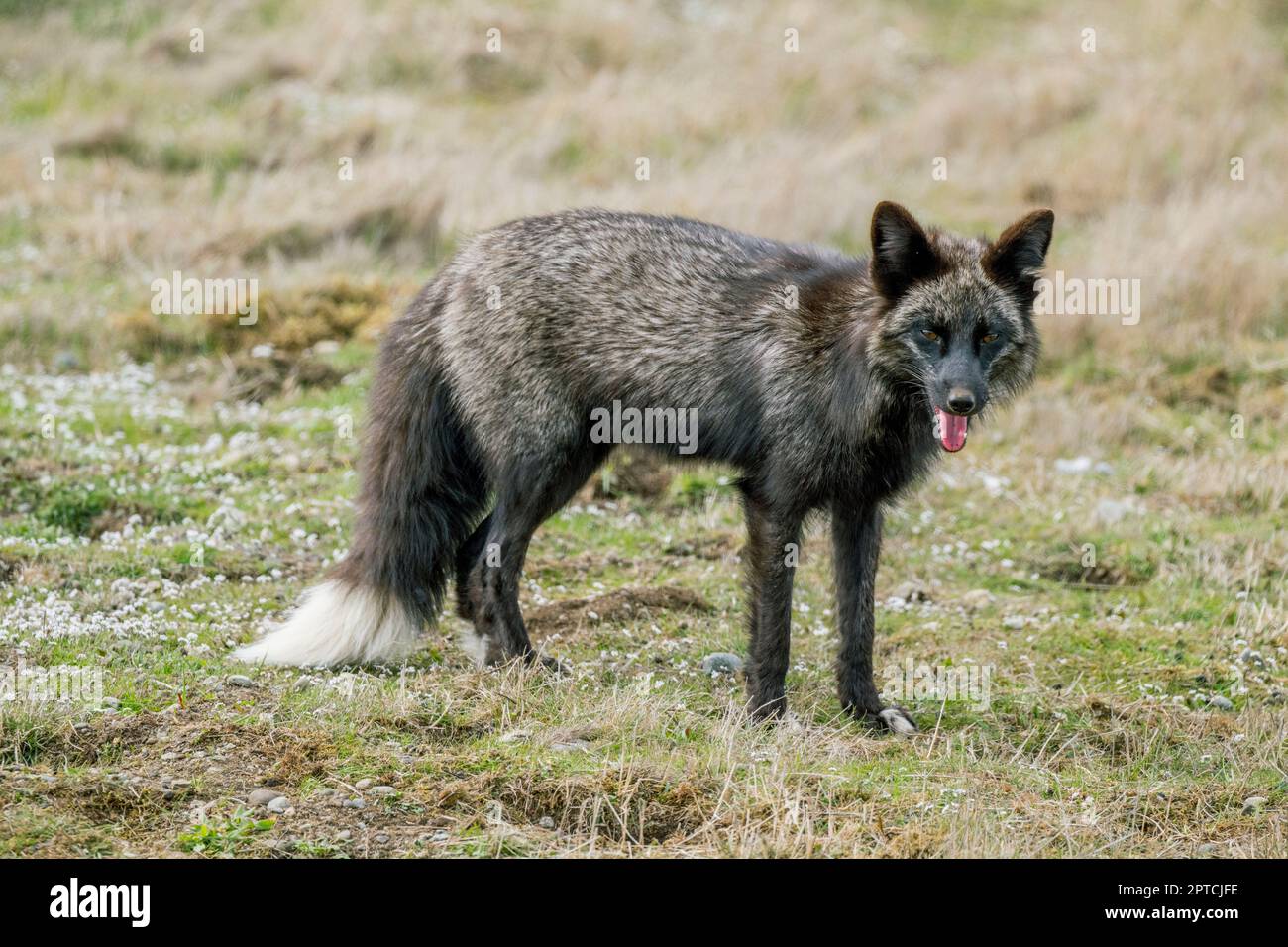 A red fox (Vulpes vulpes)(silver morph) is looking for rabbits in the ...