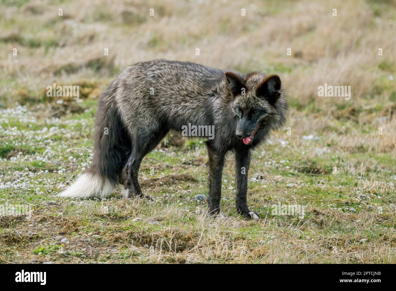 A red fox (Vulpes vulpes)(silver morph) is looking for rabbits in the ...