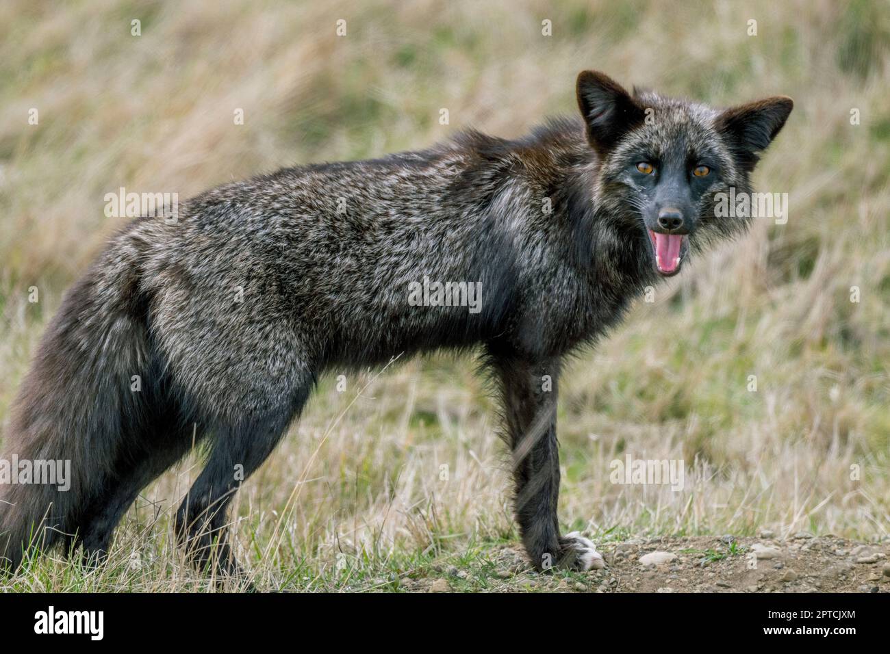 A red fox (Vulpes vulpes)(silver morph) is looking for rabbits in the ...