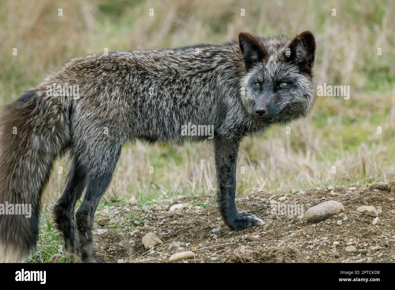 A red fox (Vulpes vulpes)(silver morph) is looking for rabbits in the ...