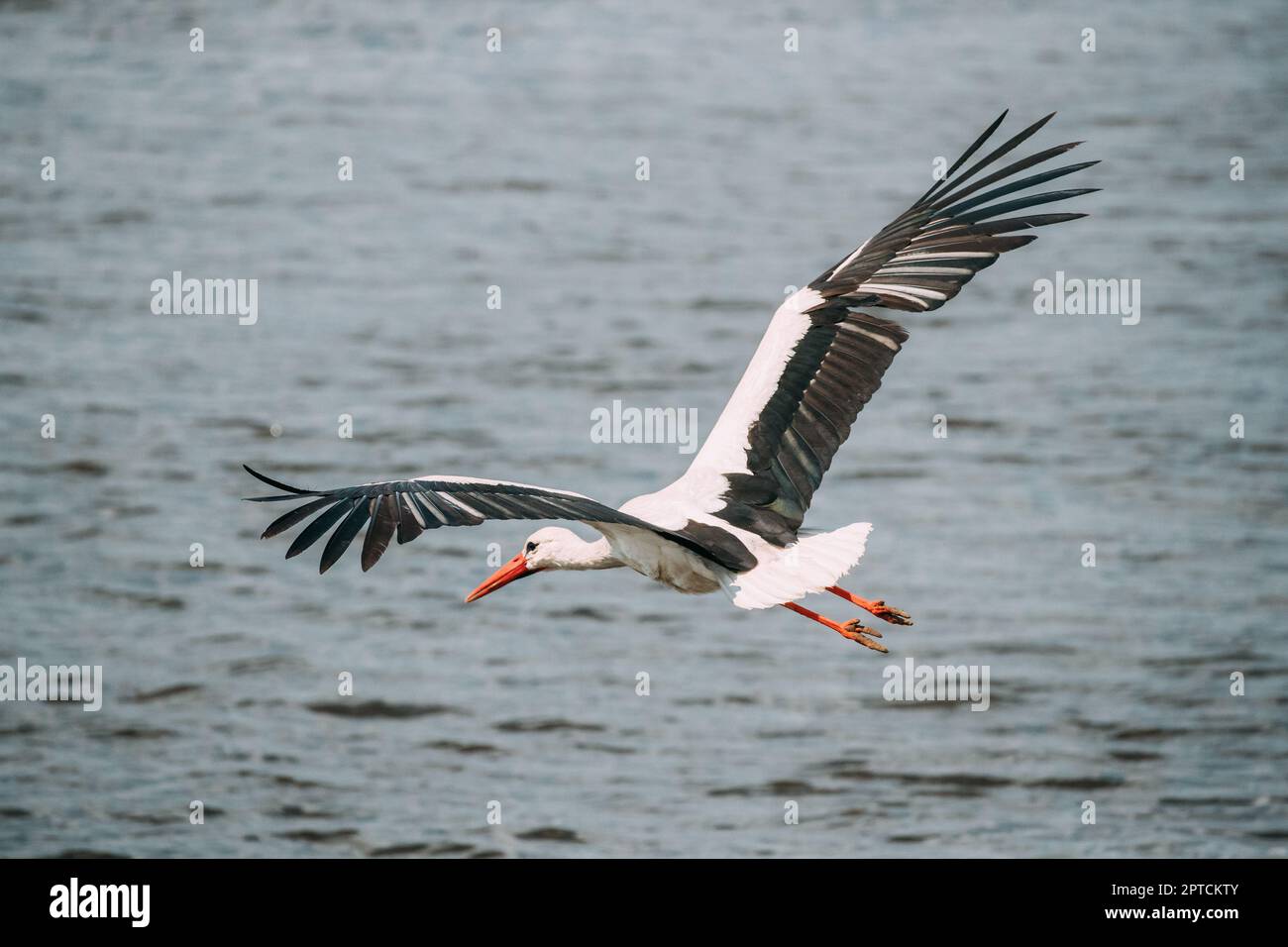 Adult European White Stork Flies Above Surface Of River With Its Wings ...