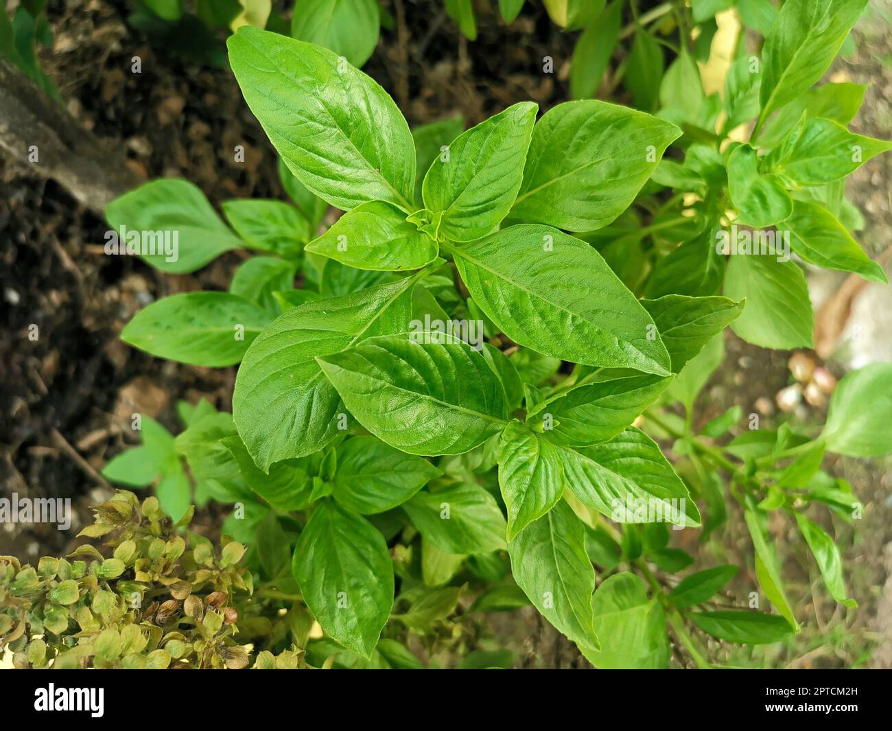 Thai basil is a type of basil native to Southeast Asia. its flavor ...