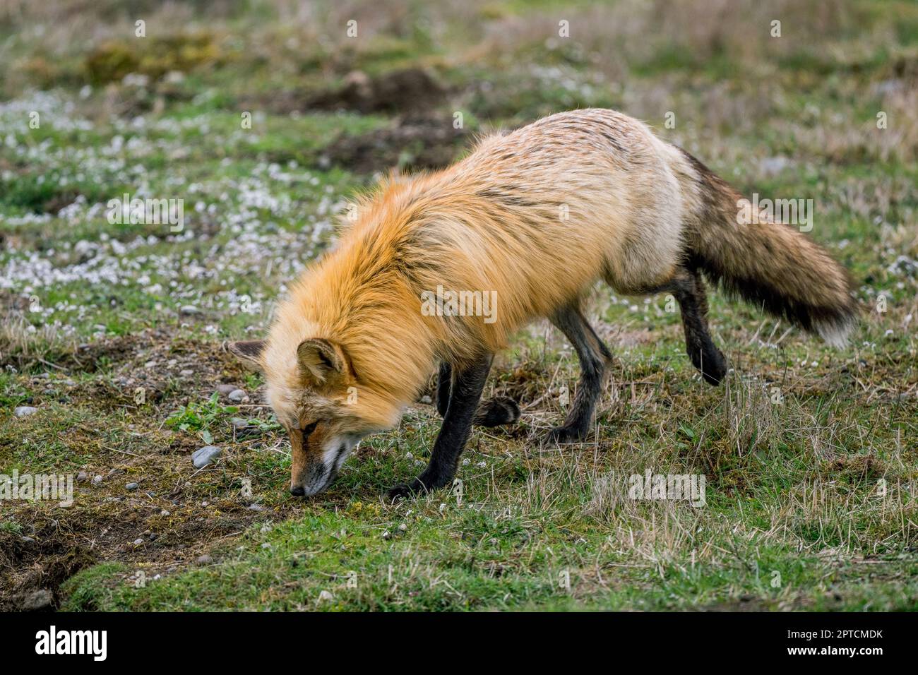 A red fox (Vulpes vulpes) is looking for rabbits in the grassland of ...