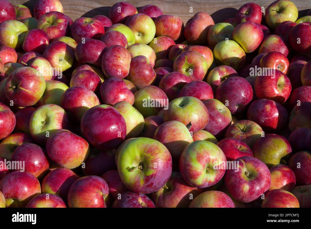 apple heap fresh organic food red fruits picking orchard market ...