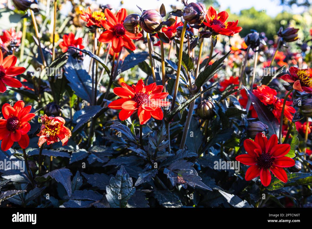 Dahlia - Dark Angel Pulp Fiction flowers bloom in the city park garden ...