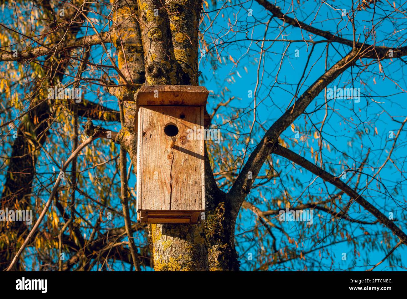 Hand made wooden box for starlings in a tree during autumn season Stock ...