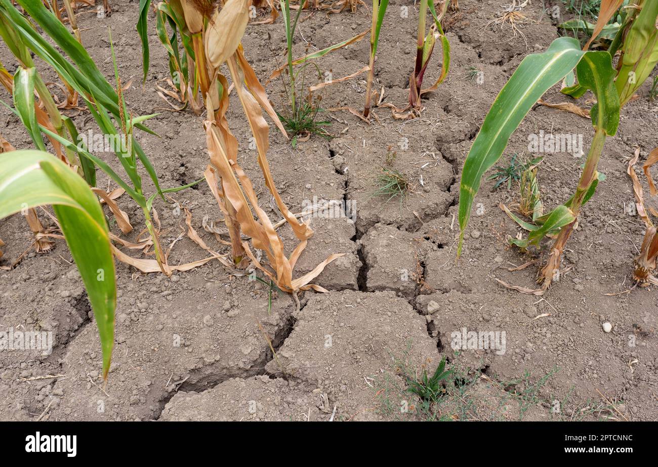 High angle shot showing clefts a the arid ground of a maize plantation ...