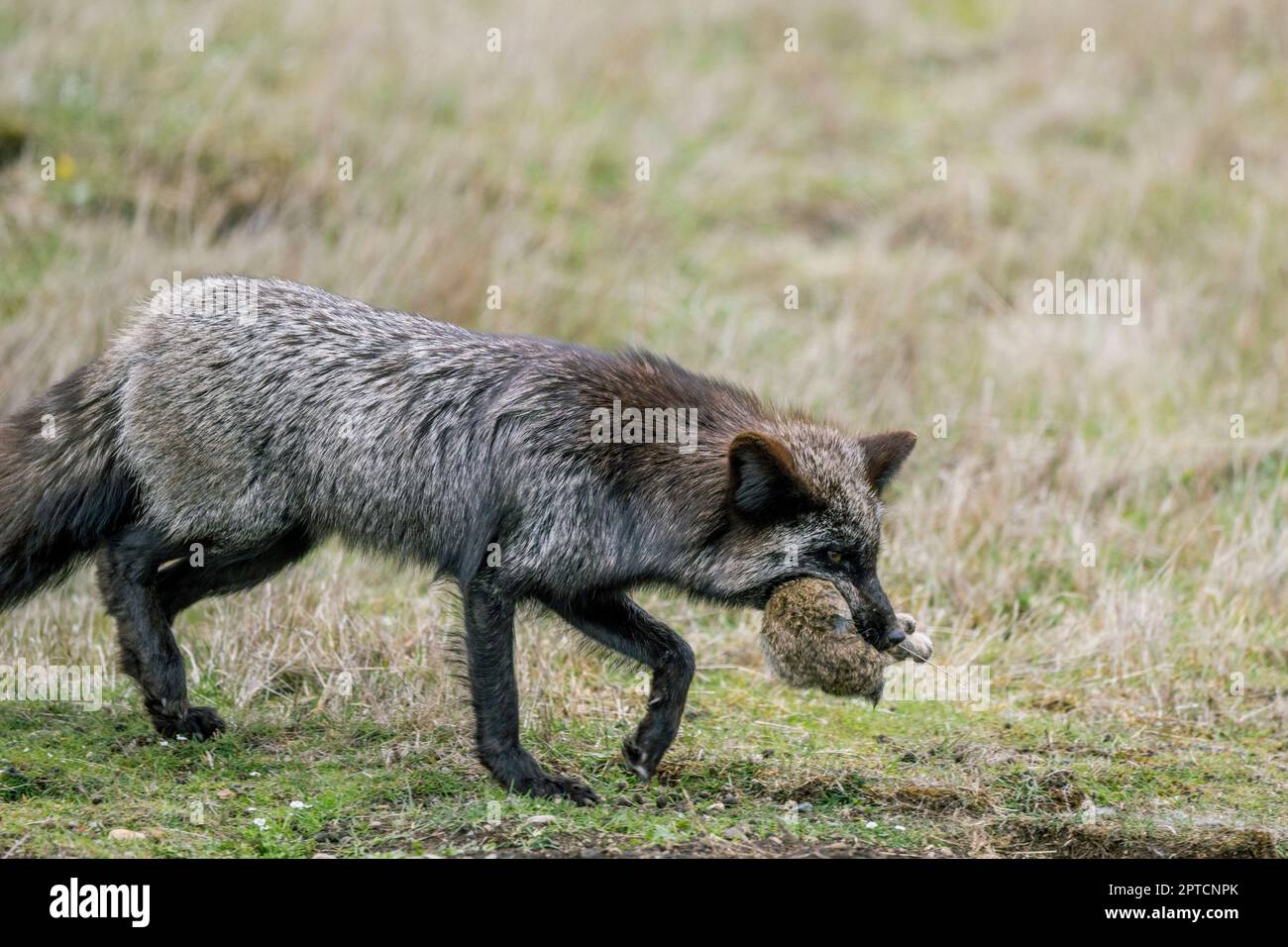 Red fox hunting rabbits hi-res stock photography and images - Alamy