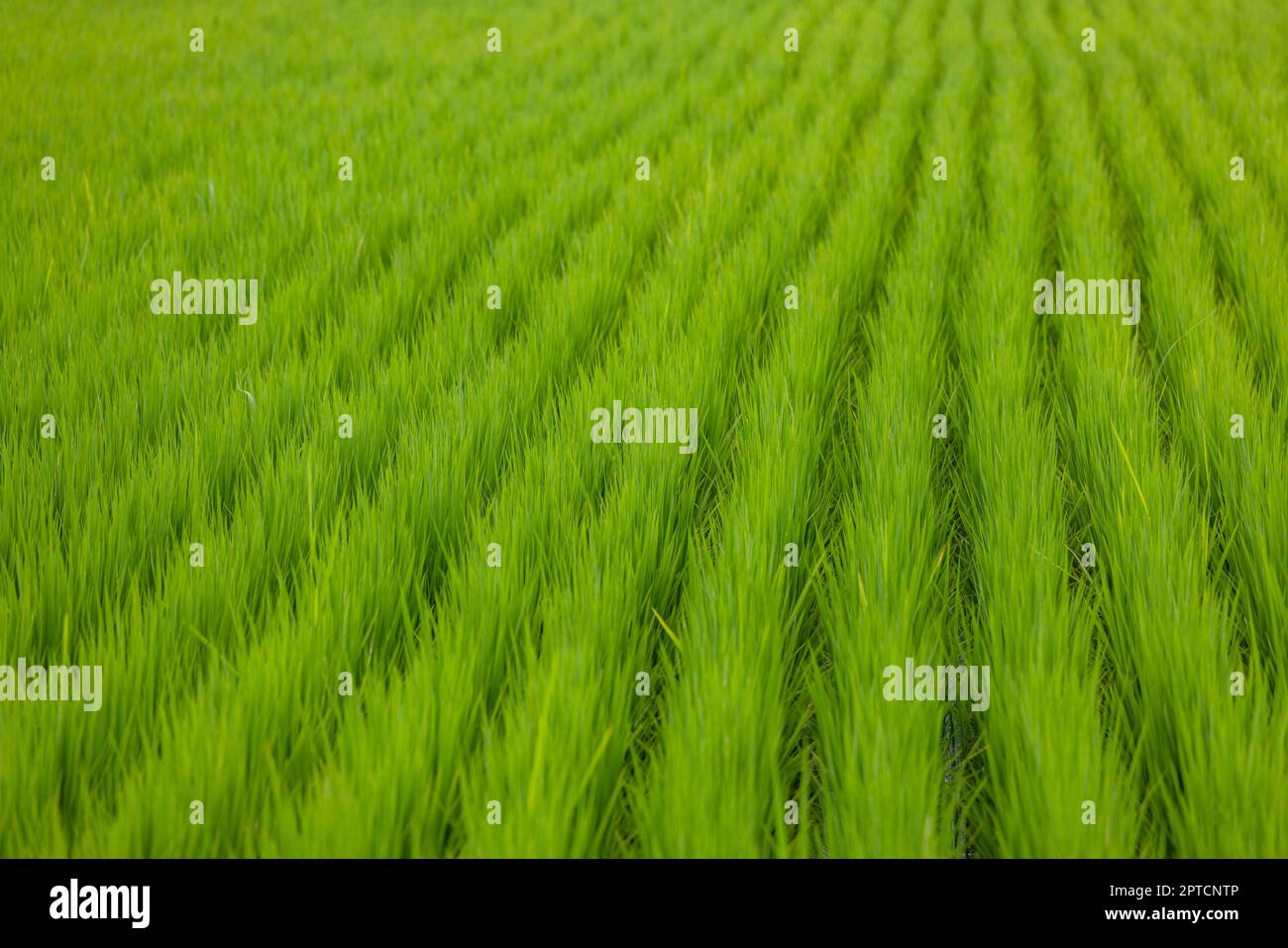 Fresh paddy rice field meadow Stock Photo - Alamy