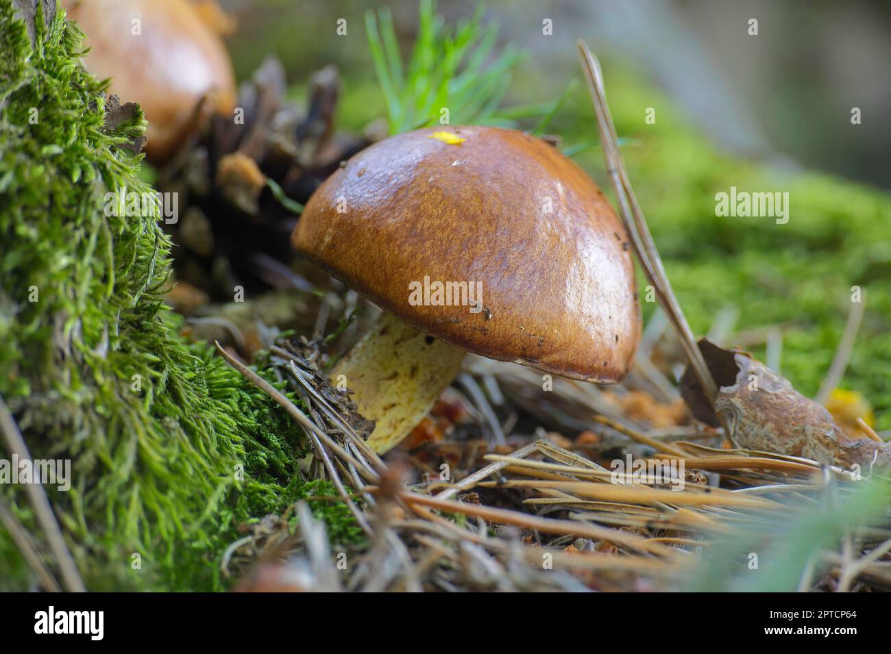 Suillus variegatus is a species of edible mushroom commonly called the ...