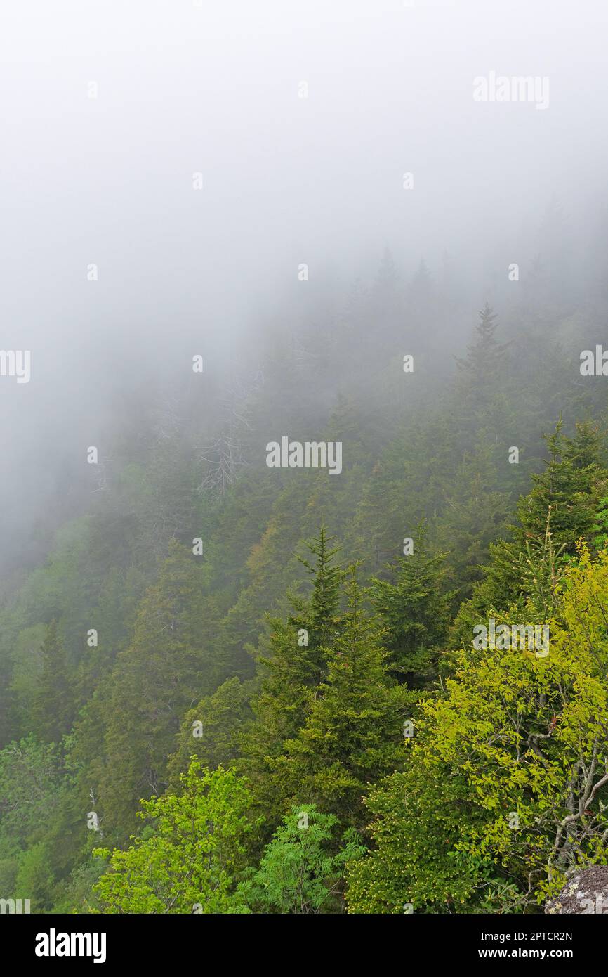 Fog Moving Into a Mountain Forest Along the Blue Ridge Parkway in North ...