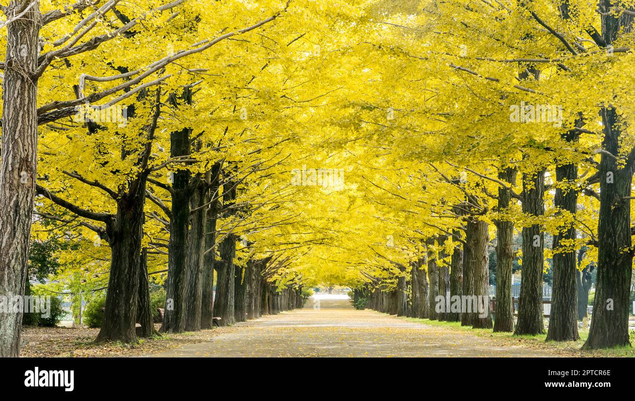 The row of yellow ginkgo tree in autumn. Autumn park in Tokyo, Japan Stock Photo - Alamy