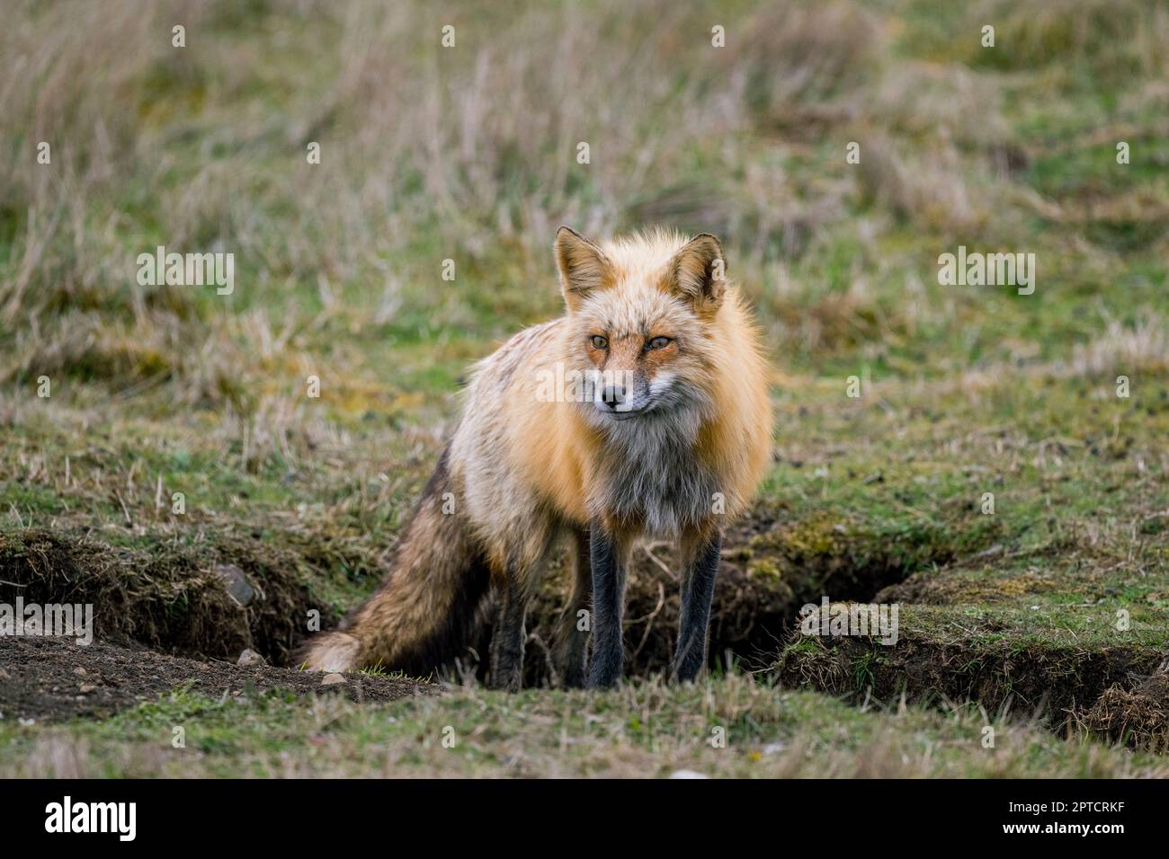 A red fox (Vulpes vulpes) at the den in the American Camp (San Juan ...