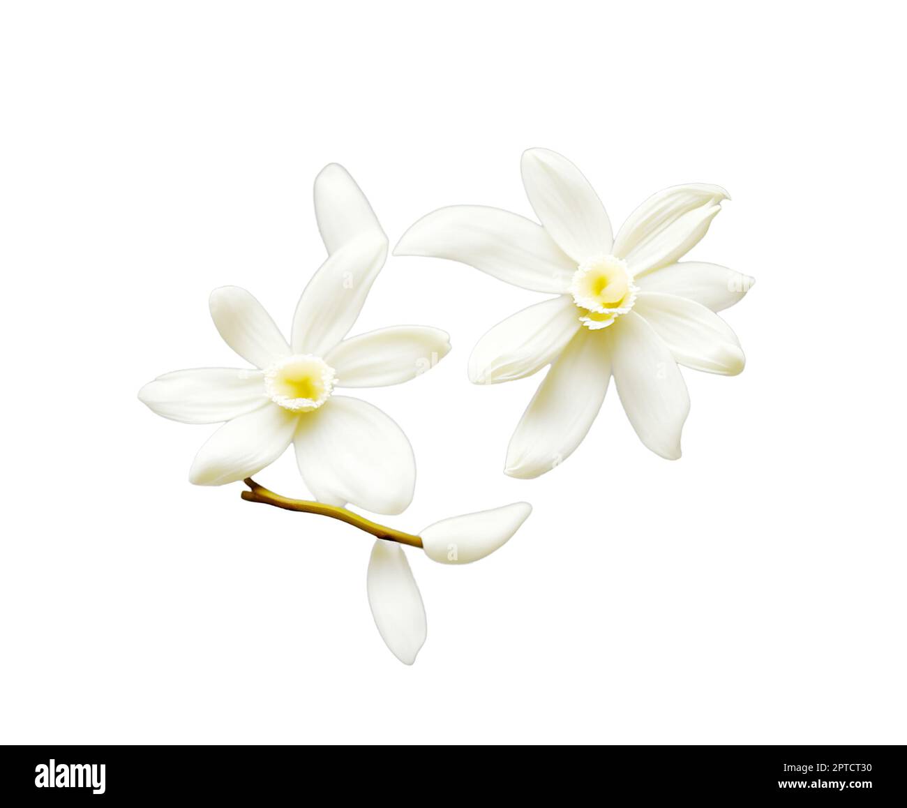 Vanilla flowers on white background. Vanilla is a spice derived from ...
