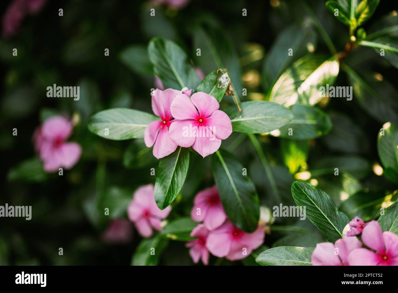 Goa, India. Blooming Pink Flowers Of Catharanthus Roseus In Garden ...