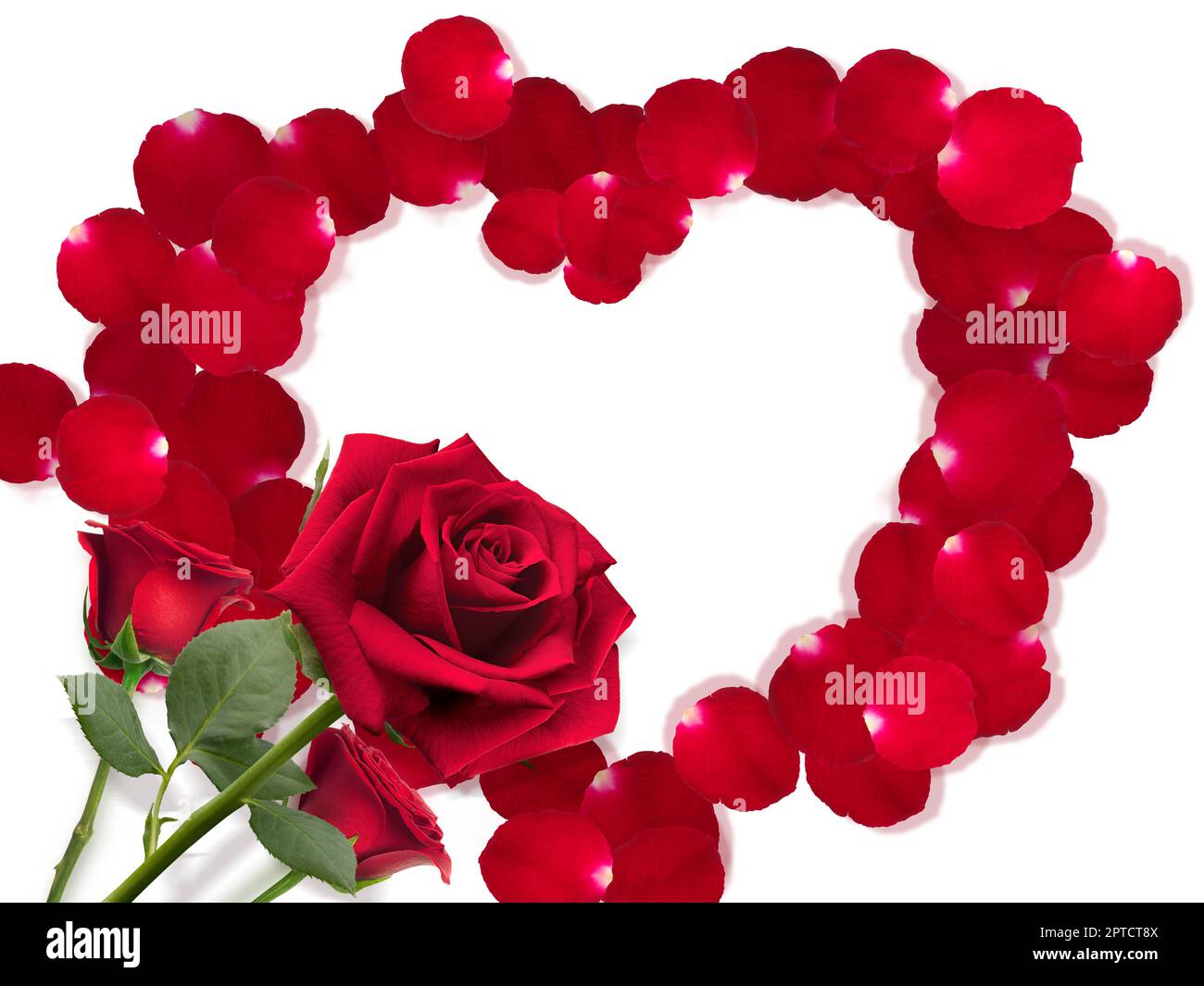 Red rose on beautiful heart of red rose petals isolated on white Stock ...