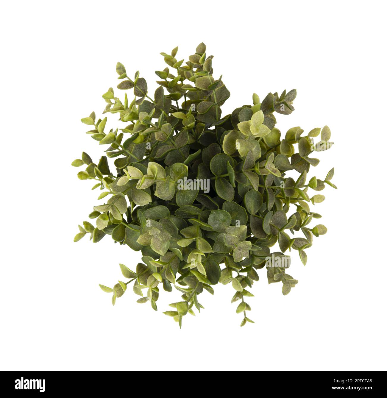 a green plant seems from above on a transparent background Stock Photo ...