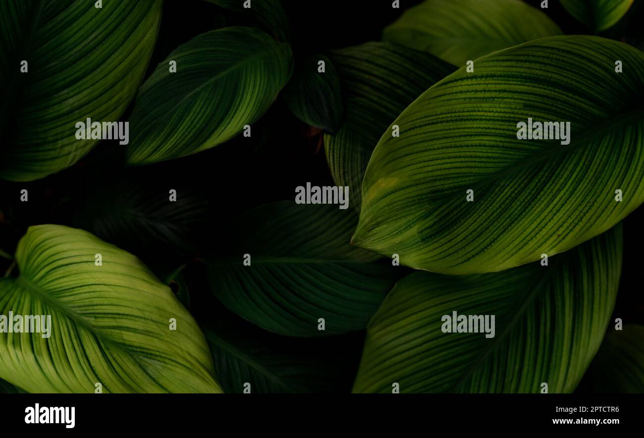Closeup green leaves of tropical plant in garden. Dense dark green leaf ...