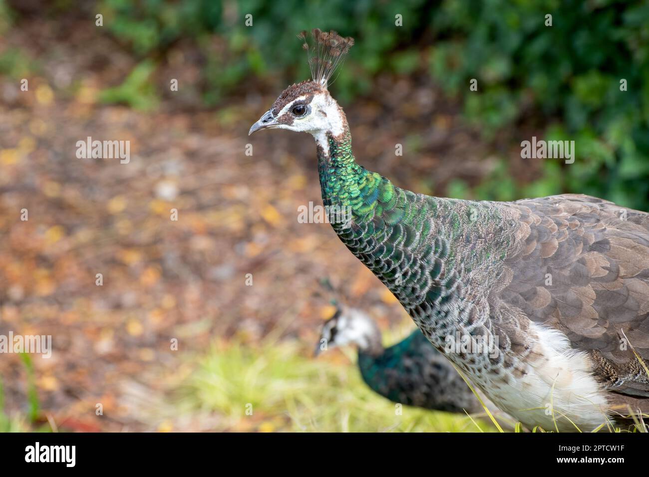 Side view of the head of a peacock with feathers up against a blurred ...