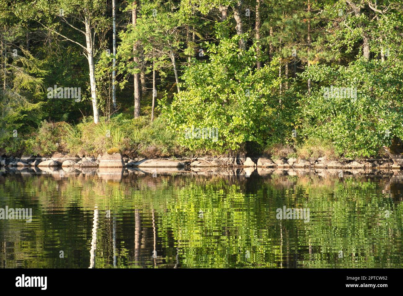 Stone rocks with conifers by the lake in Sweden in Smalland. Wild ...