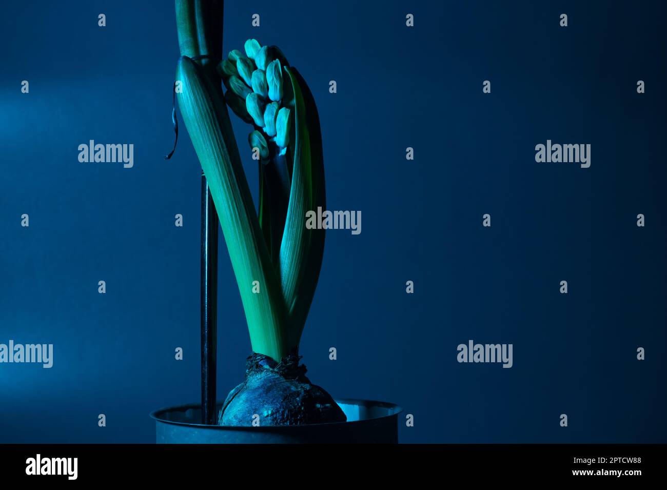 Germinated hyacinth bulb. sprout of the houseplant Stock Photo - Alamy