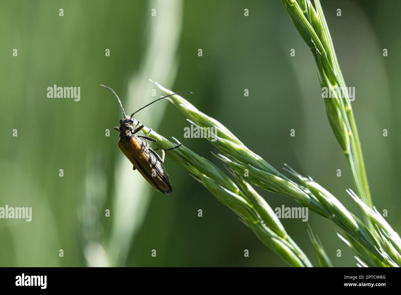 crawling beetle on a flower in macro photography. detailed and ...