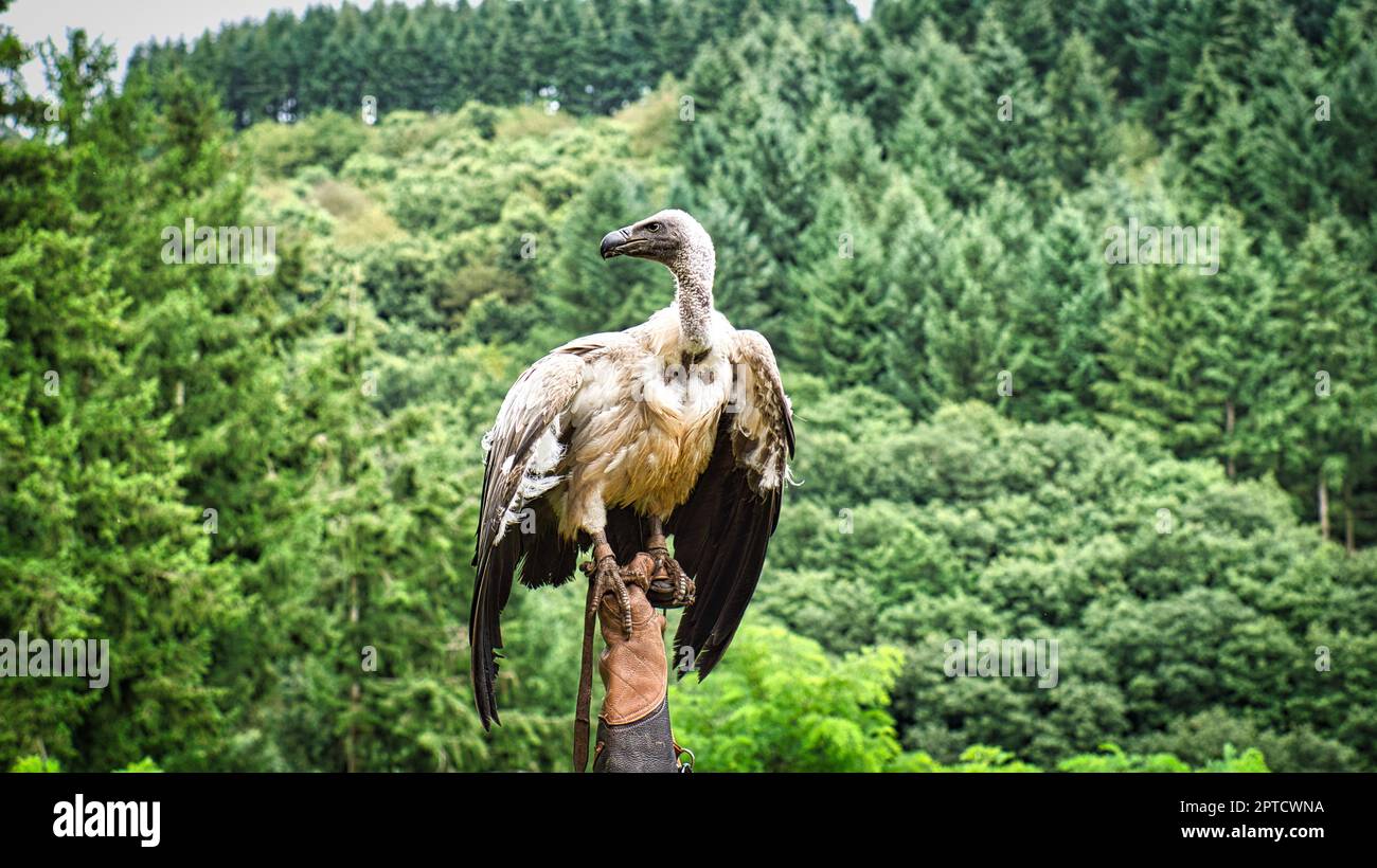 Griffon vulture on falconer's glove ready to fly in close up. Colossal ...