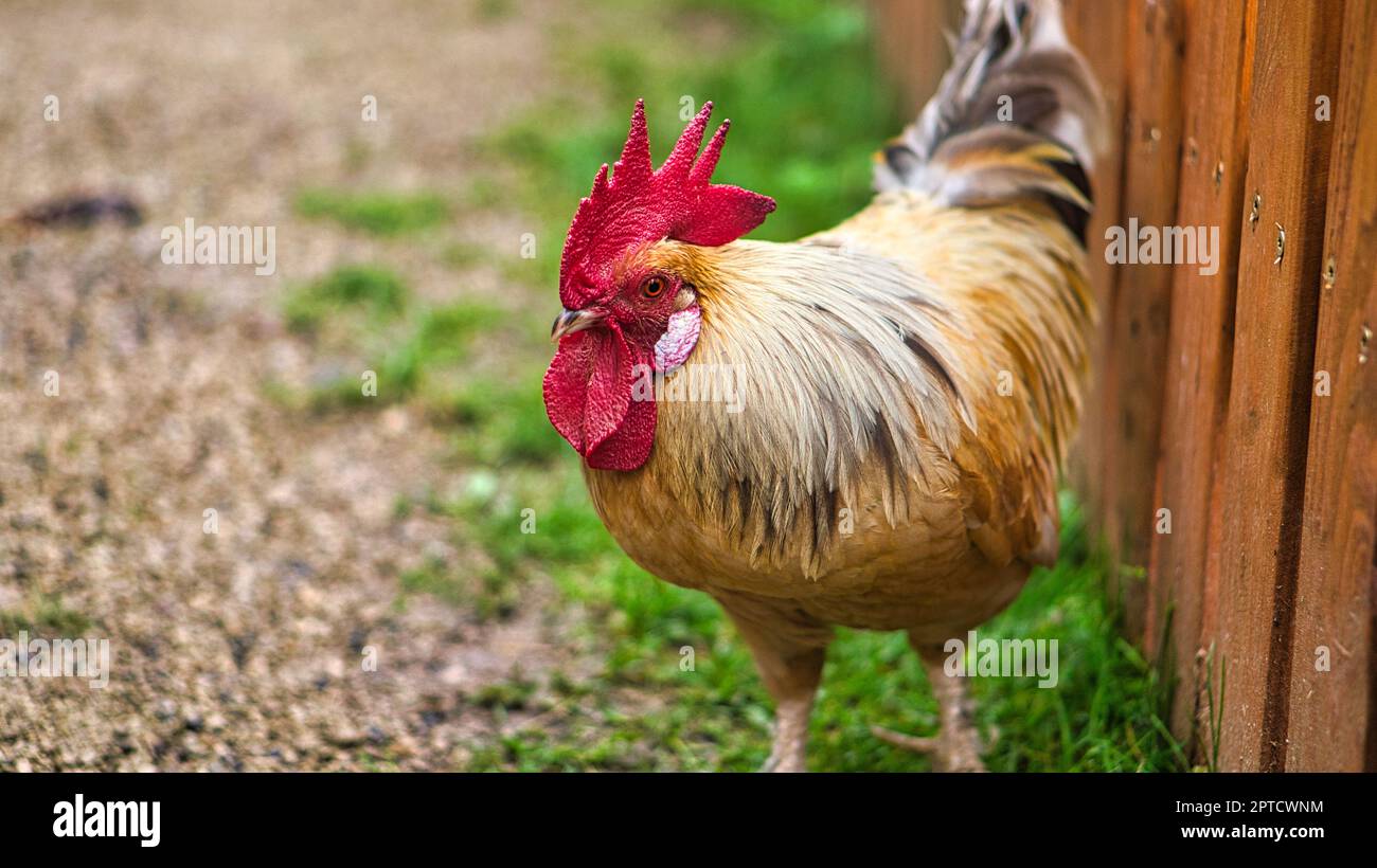 Hen on a farm in search of food. The free-living birds scratching the ...