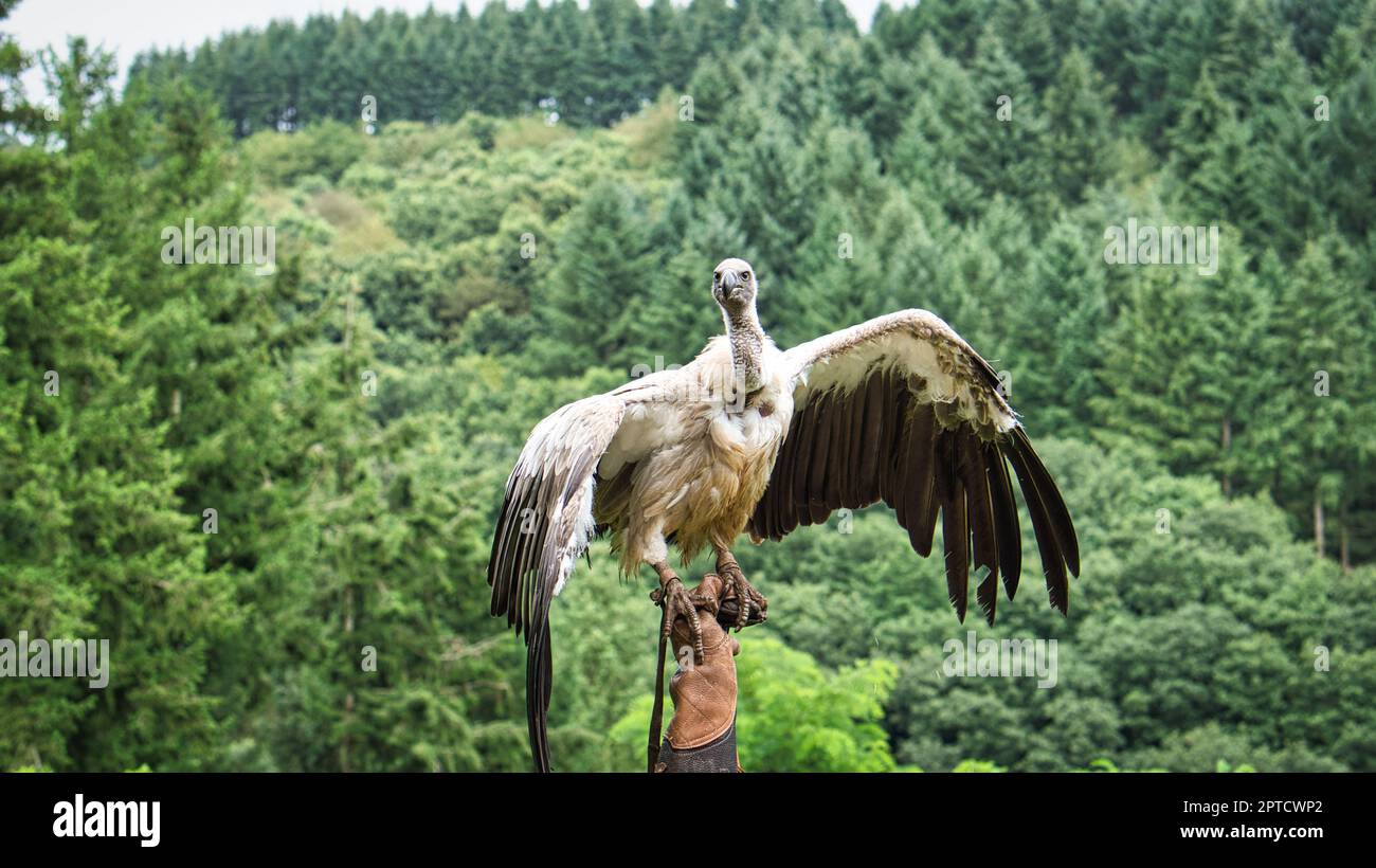 Griffon vulture on falconer's glove ready to fly in close up. Colossal ...