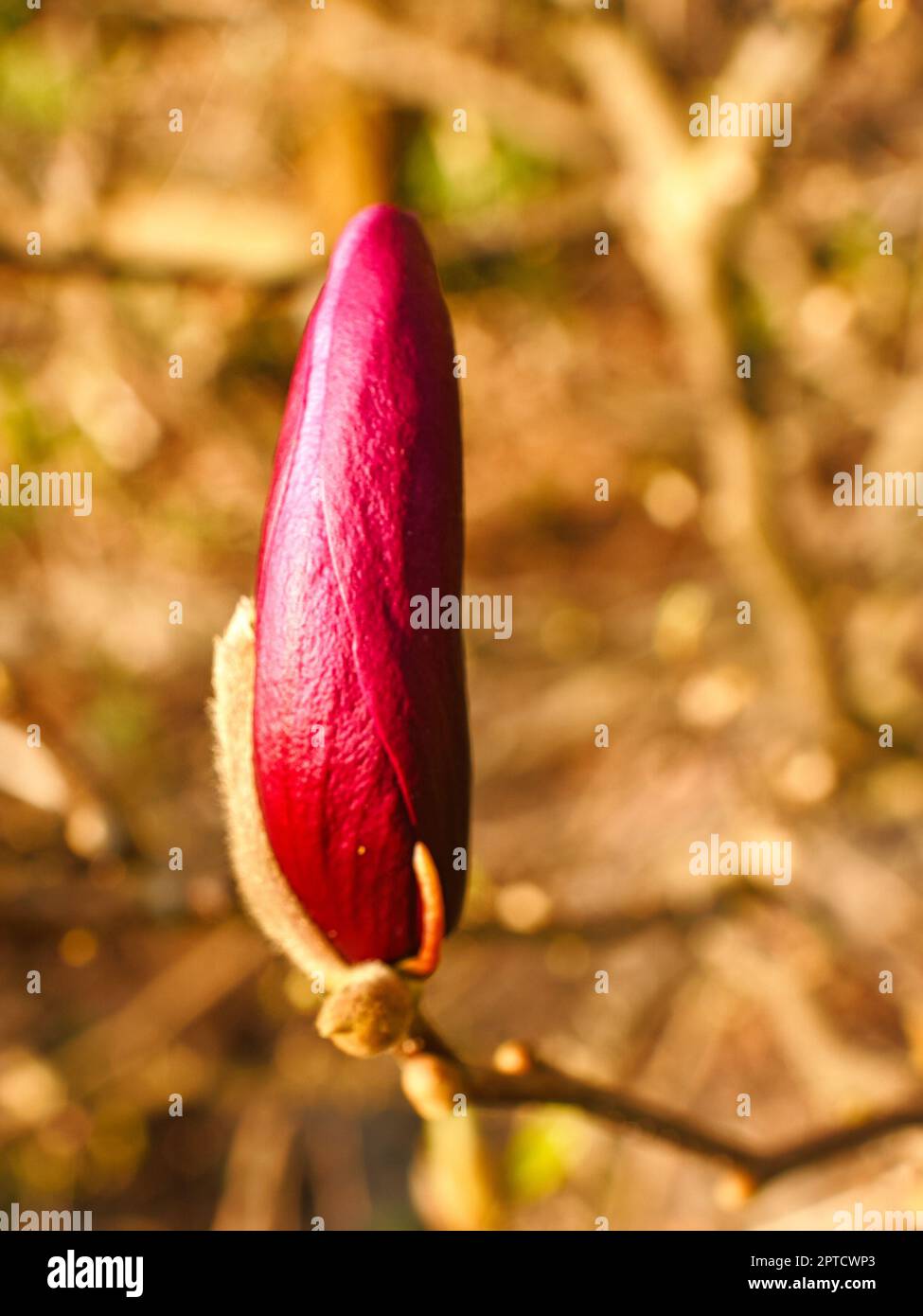 Magnolia trees are a true splendor in the flowering season. An eye ...