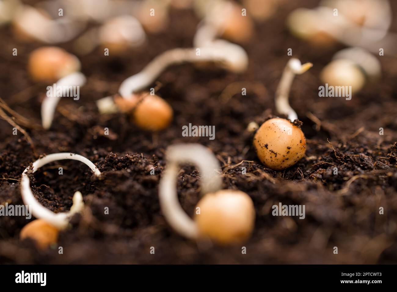 Seed planting on the soil Stock Photo - Alamy