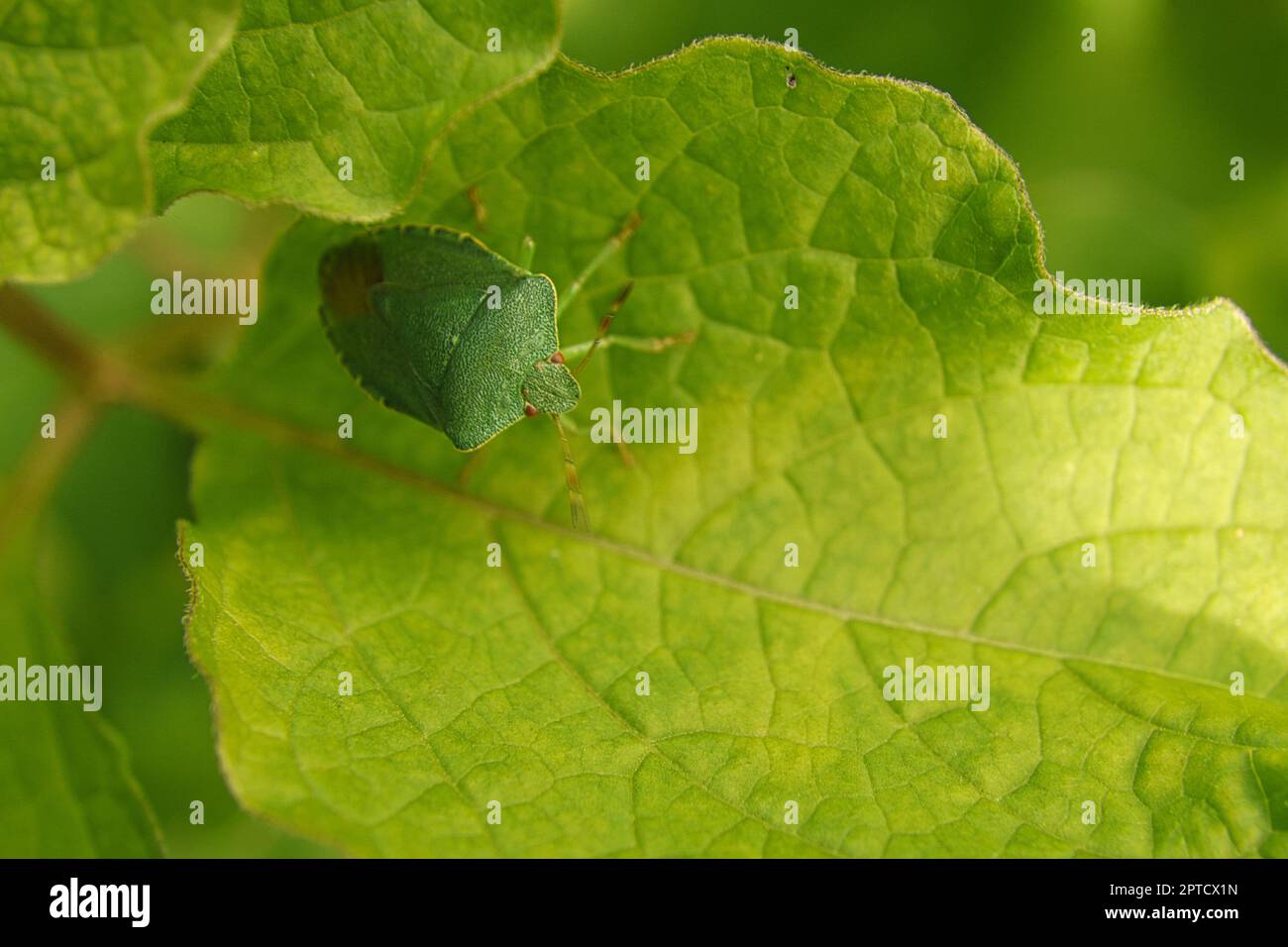 Bugs are insects and belong to the order of beak bugs. Of the ...
