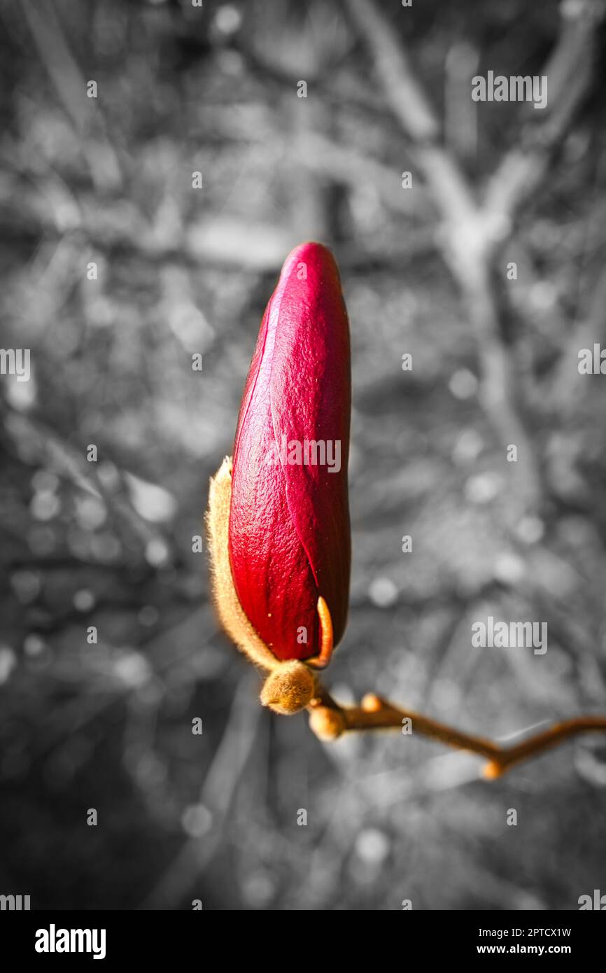 Magnolia trees are a true splendor in the flowering season. An eye ...